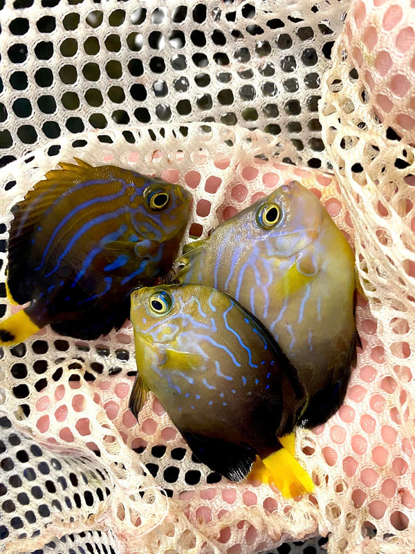 Hybrid Maze Angelfish - The Biota Group