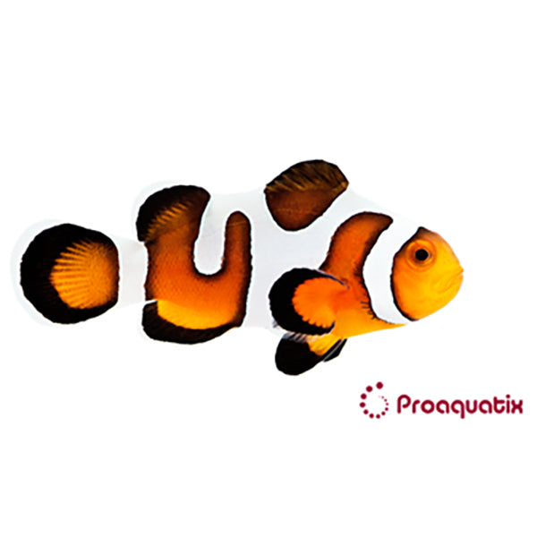 Premium Mocha Gladiator Clownfish Proaquatix (Friday Delivery) - The ...