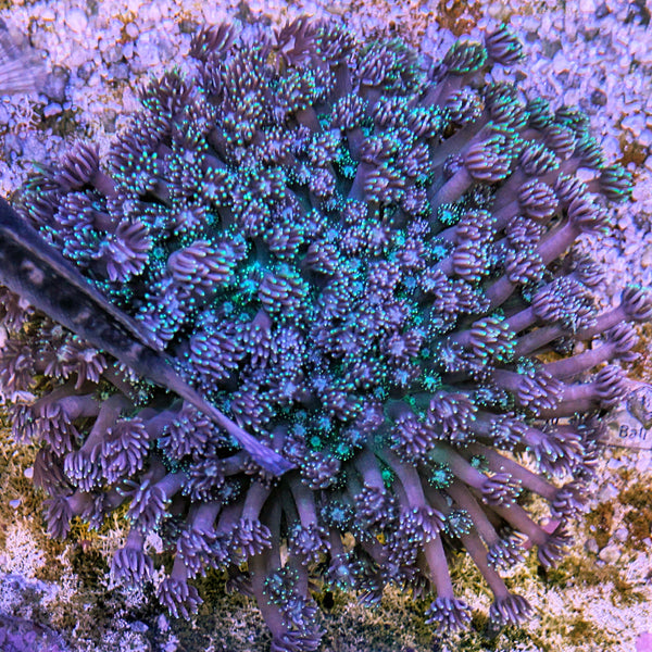 Purple Long Polyp Goniopora - The Biota Group