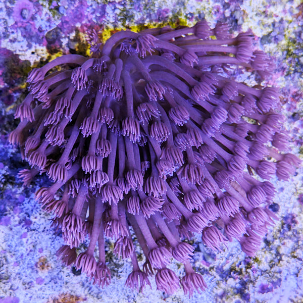 Purple Long Polyp Goniopora - The Biota Group
