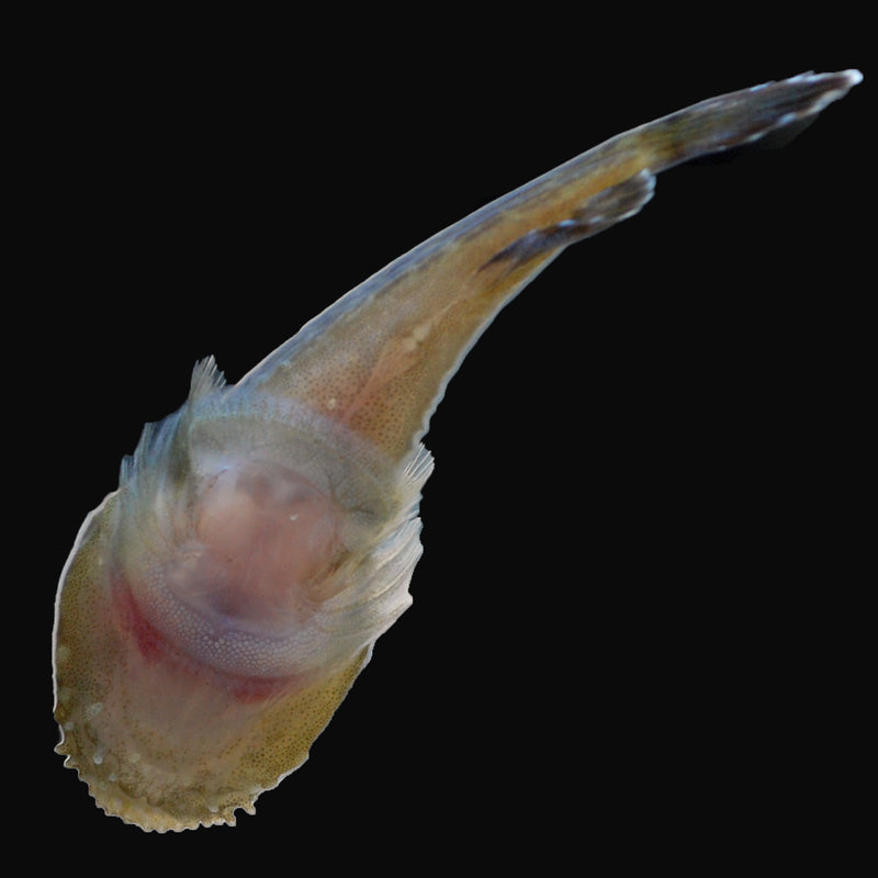 Skilletfish - The Biota Group