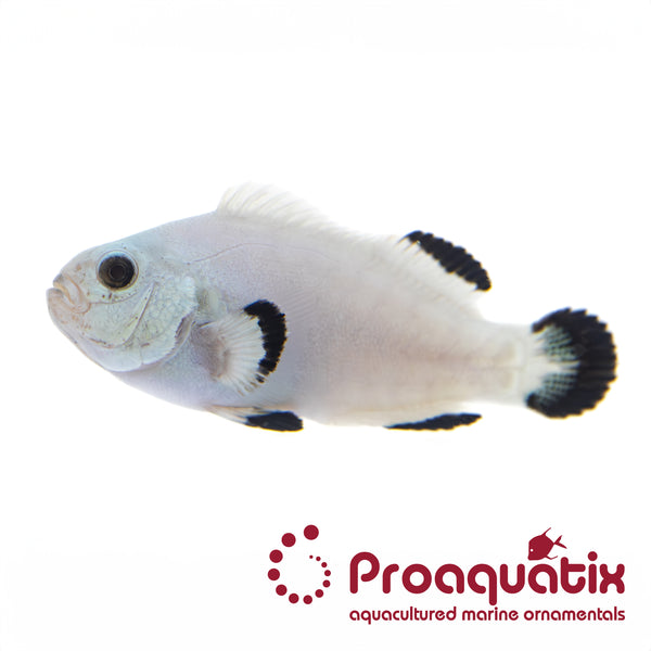 Snow Storm Clownfish Proaquatix (Friday Delivery) - The Biota Group