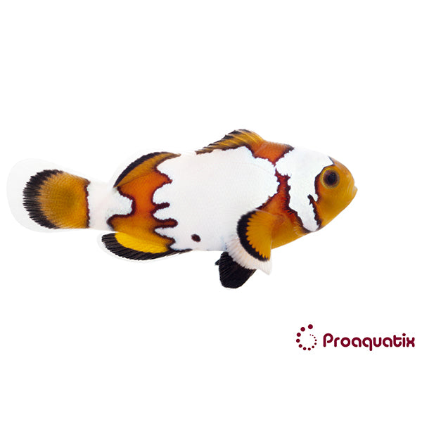 Snowflake Clownfish Proaquatix (Friday Delivery) - The Biota Group