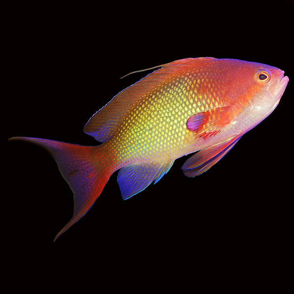 Lyretail Anthias - The Biota Group
