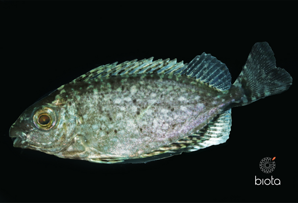 Dusky Rabbitfish - The Biota Group