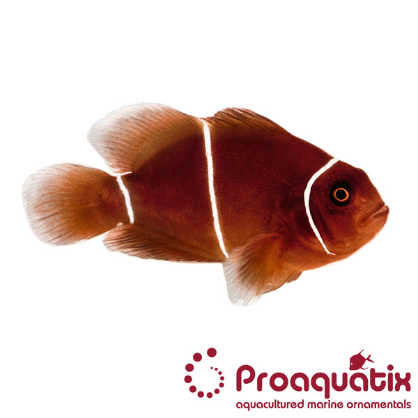 White Stripe Maroon Clownfish Proaquatix (Friday Delivery) - The Biota ...