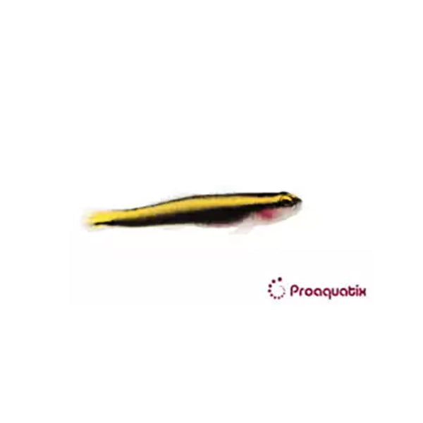 Yellow Neon Cleaner Goby Proaquatix (Friday Delivery) - The Biota Group