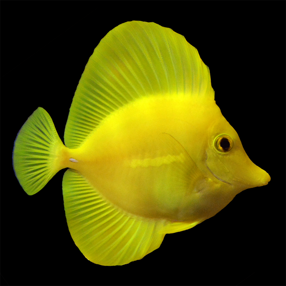 How to Mix Multiple Tangs in an Aquarium - The Biota Group