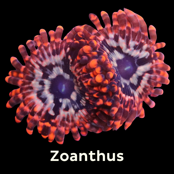 Cultured Fish - The Biota Group