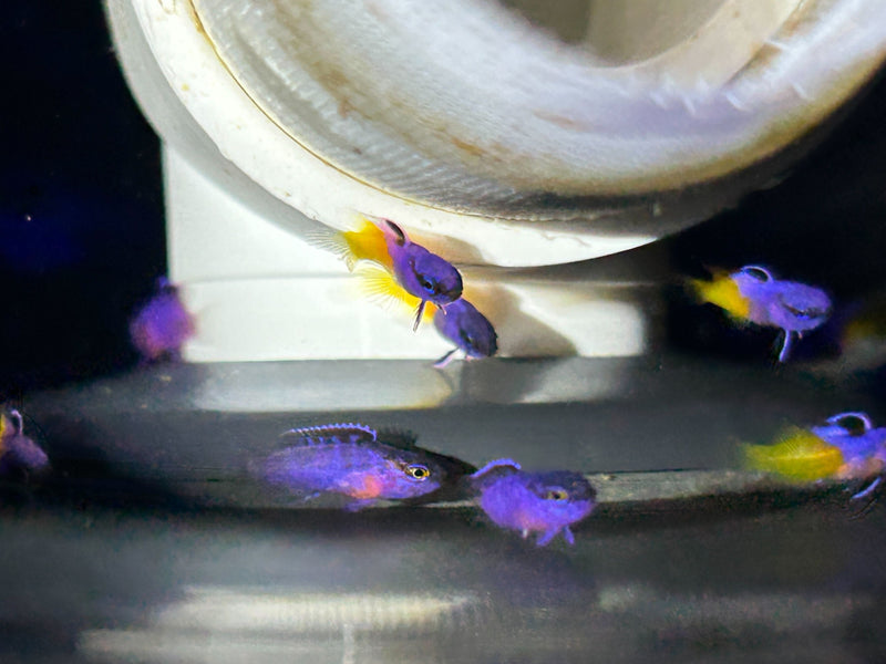 Basslets & Dottybacks - The Biota Group