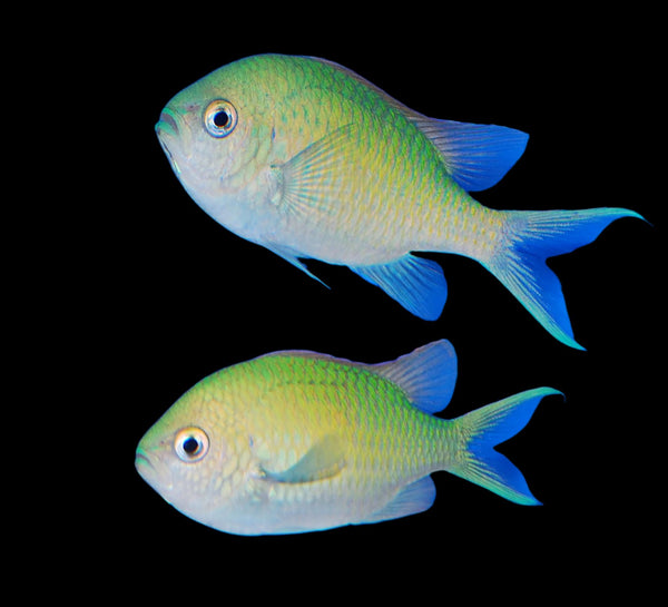Blue Green Chromis - The Biota Group