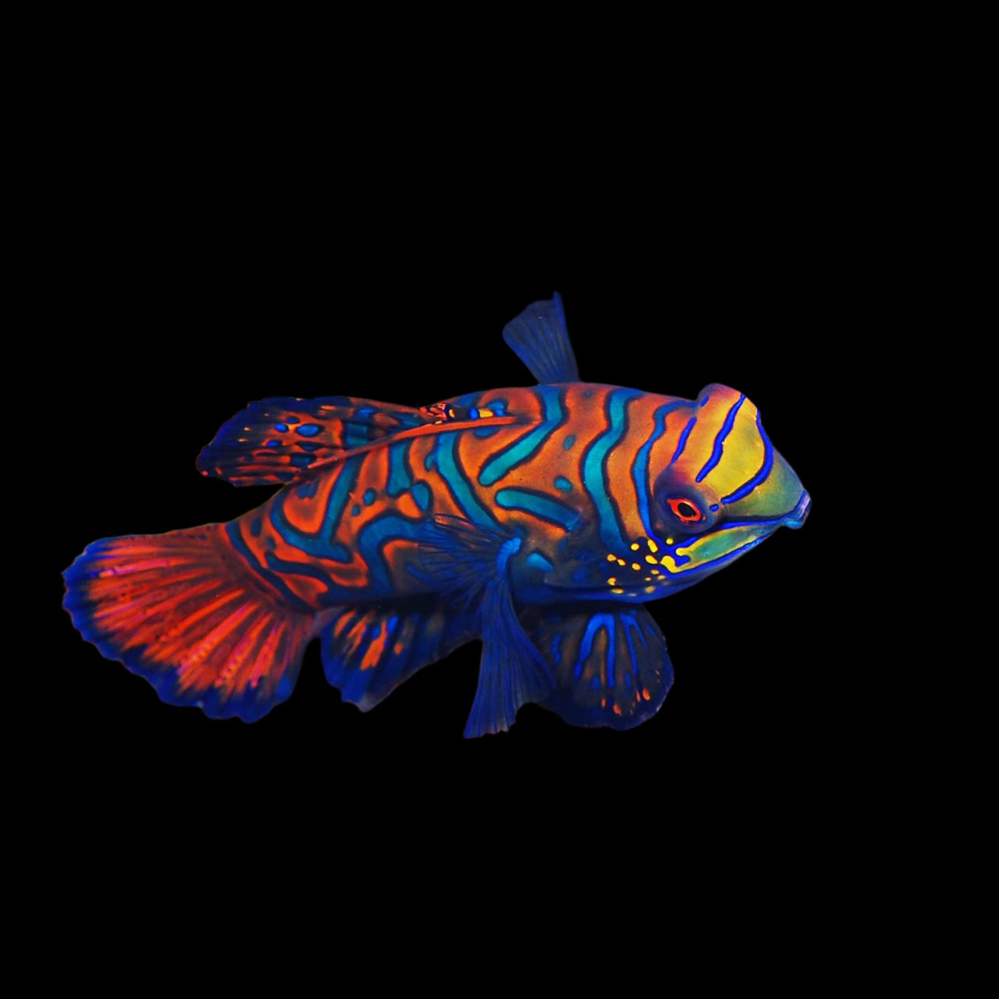 How to Feed Biota Captive Bred Mandarin Fish - The Biota Group