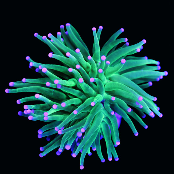 Cultured Holy Grail Torch frag - The Biota Group