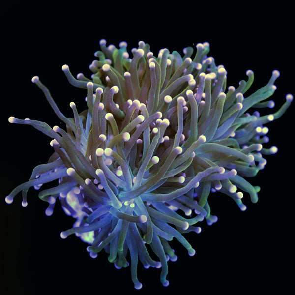 Cultured B grade Holy Grail Torch frag - The Biota Group