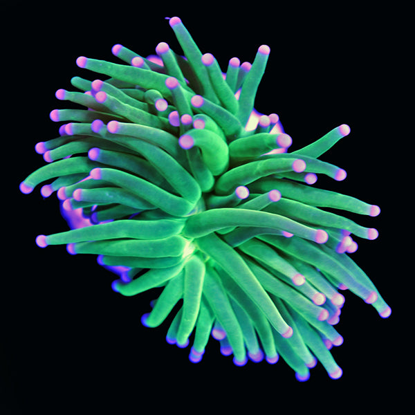 Cultured Holy Grail Torch frag - The Biota Group