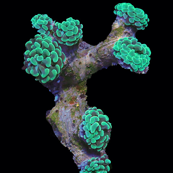 Cultured branching Hammer - The Biota Group