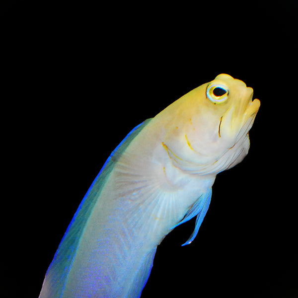 Yellowhead Jawfish - The Biota Group