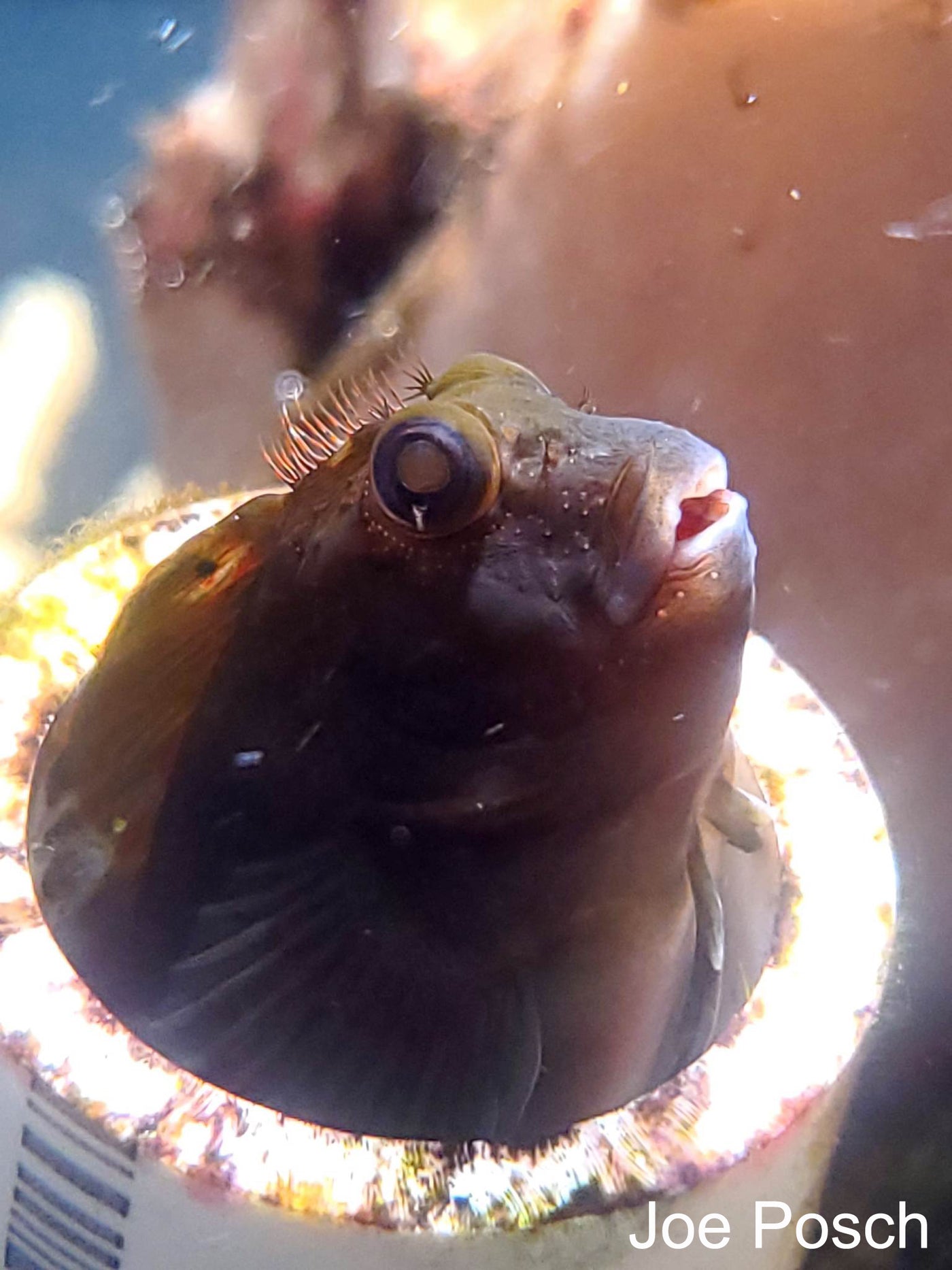 Cultured Fish - The Biota Group