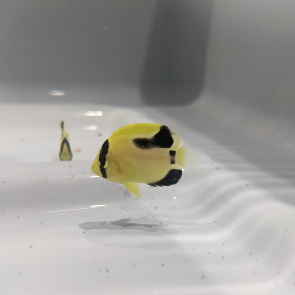 Nebula Angelfish - The Biota Group