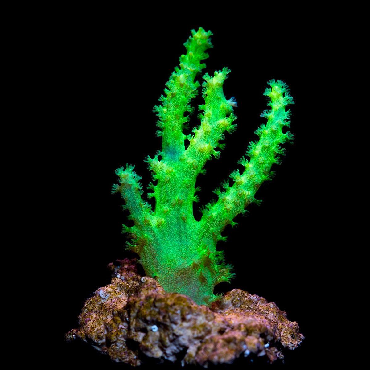 All - The Biota Group