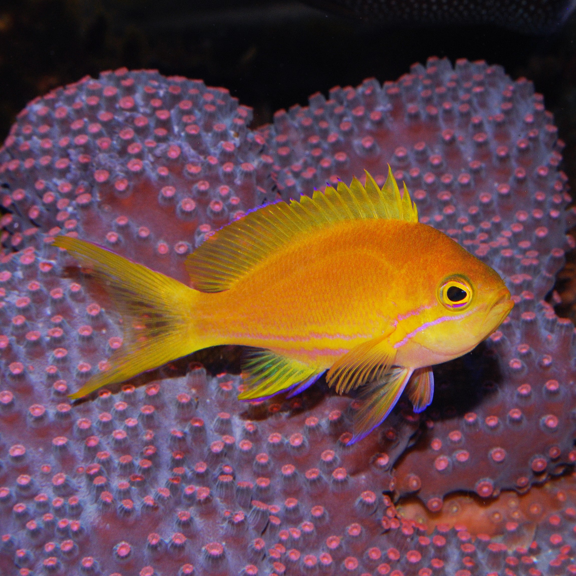 Pink Square Anthias - The Biota Group