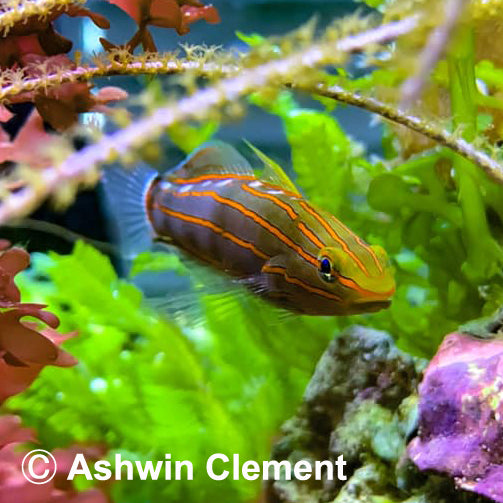 Court Jester Goby - The Biota Group