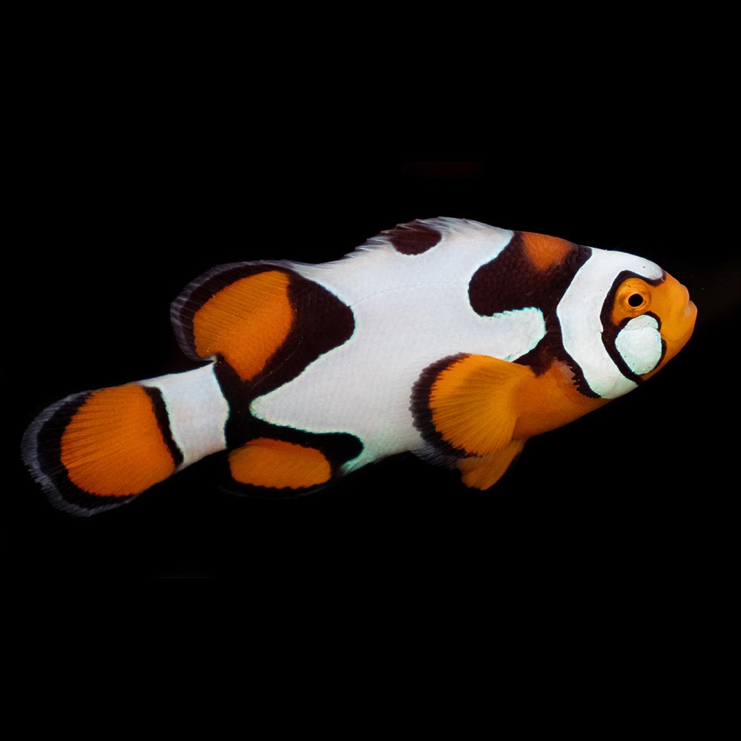 Clownfish & Damsels - The Biota Group
