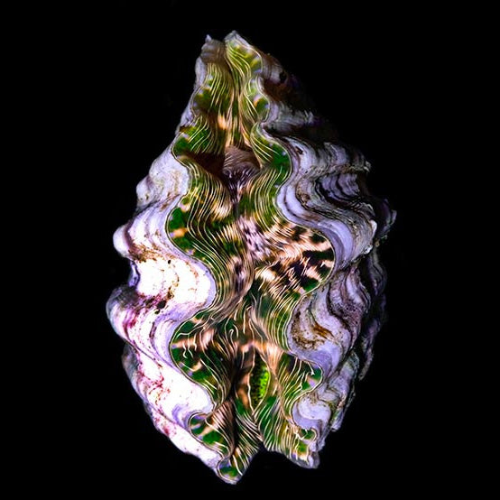 Clams - The Biota Group