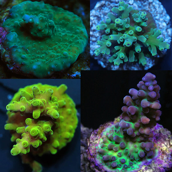 Acropora Mini-colony Palau (Assorted Single) - The Biota Group