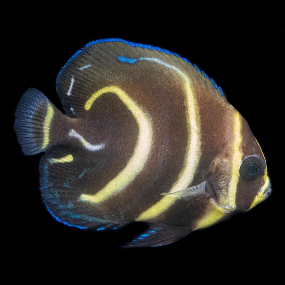Angelfish - The Biota Group