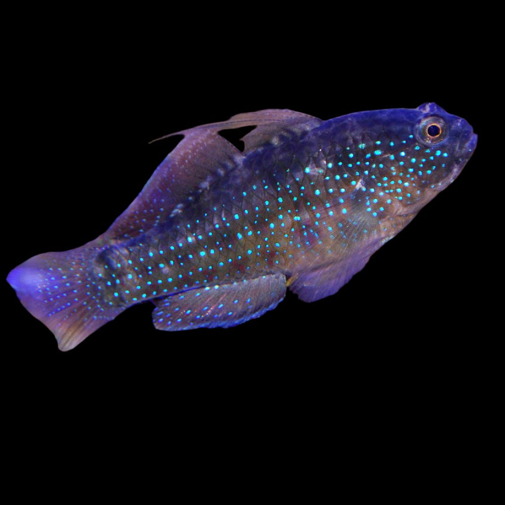 Cultured Fish - The Biota Group