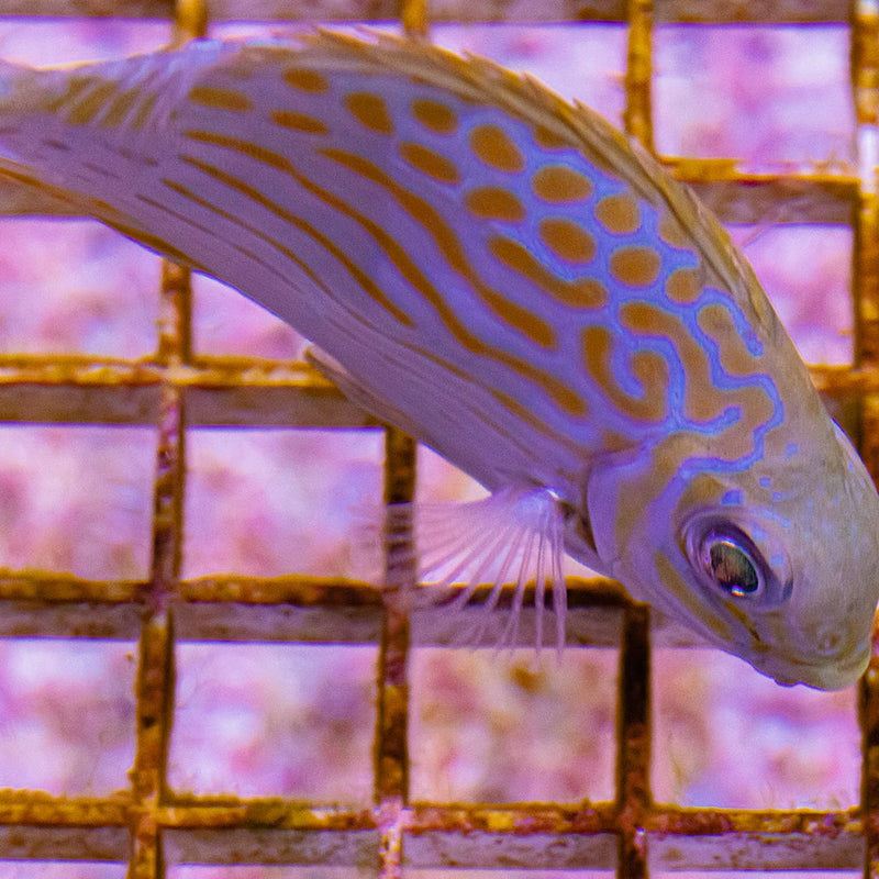 Golden Lined Rabbitfish - The Biota Group