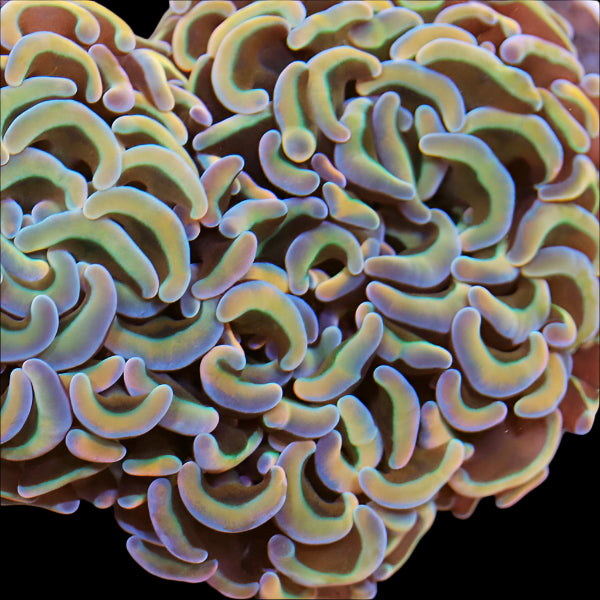 Biota Gold Wall Hammer frag - The Biota Group