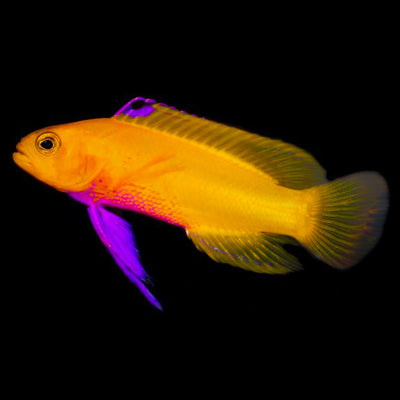 Cultured Fish - The Biota Group