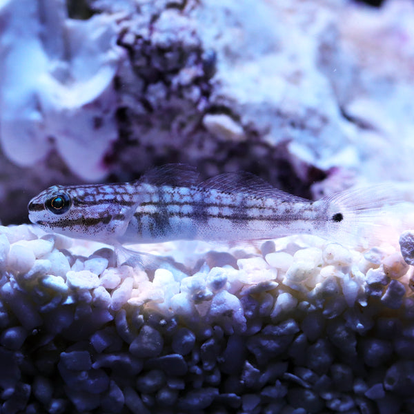 Buan's Sleeper Sand Goby - The Biota Group