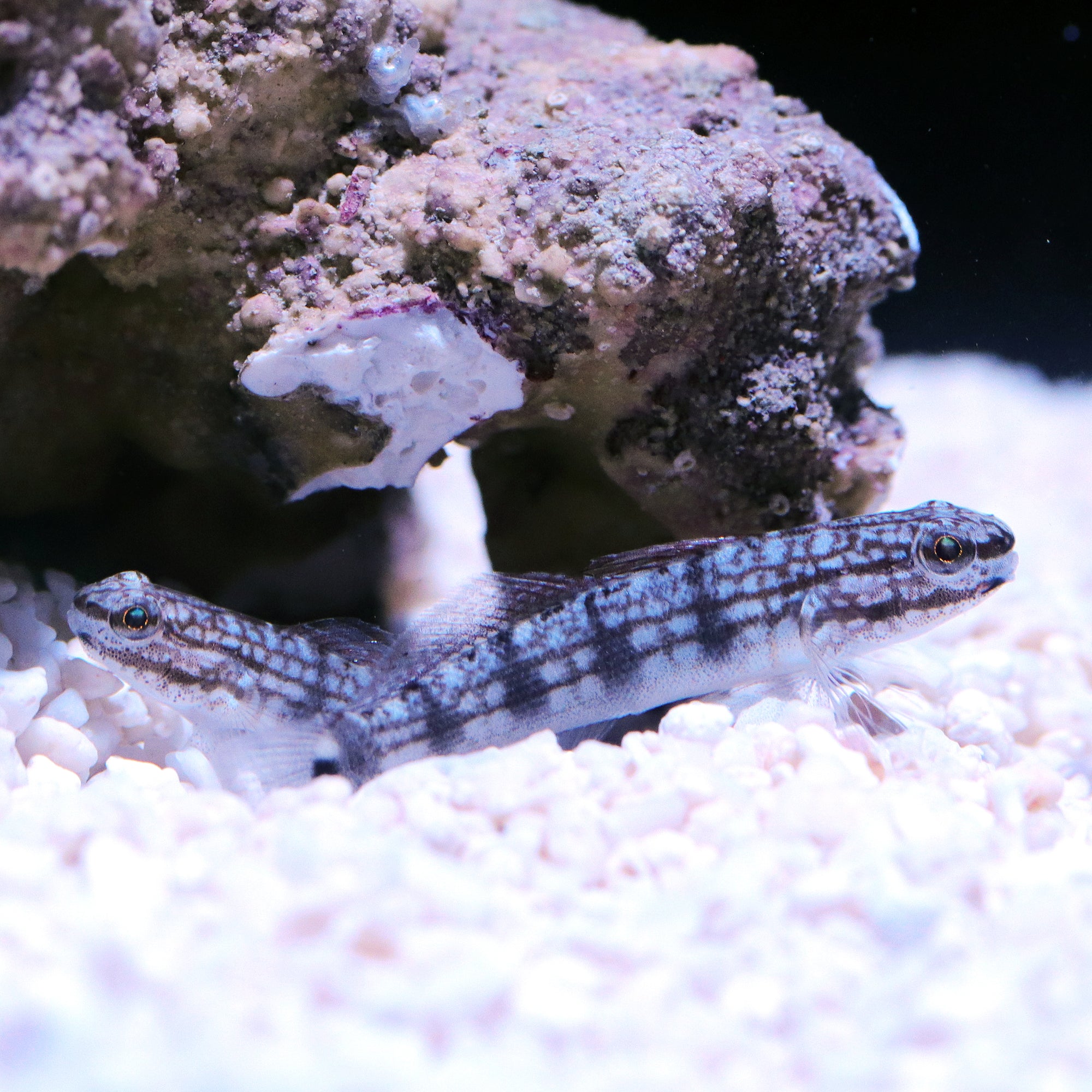 Buan's Sleeper Sand Goby - The Biota Group