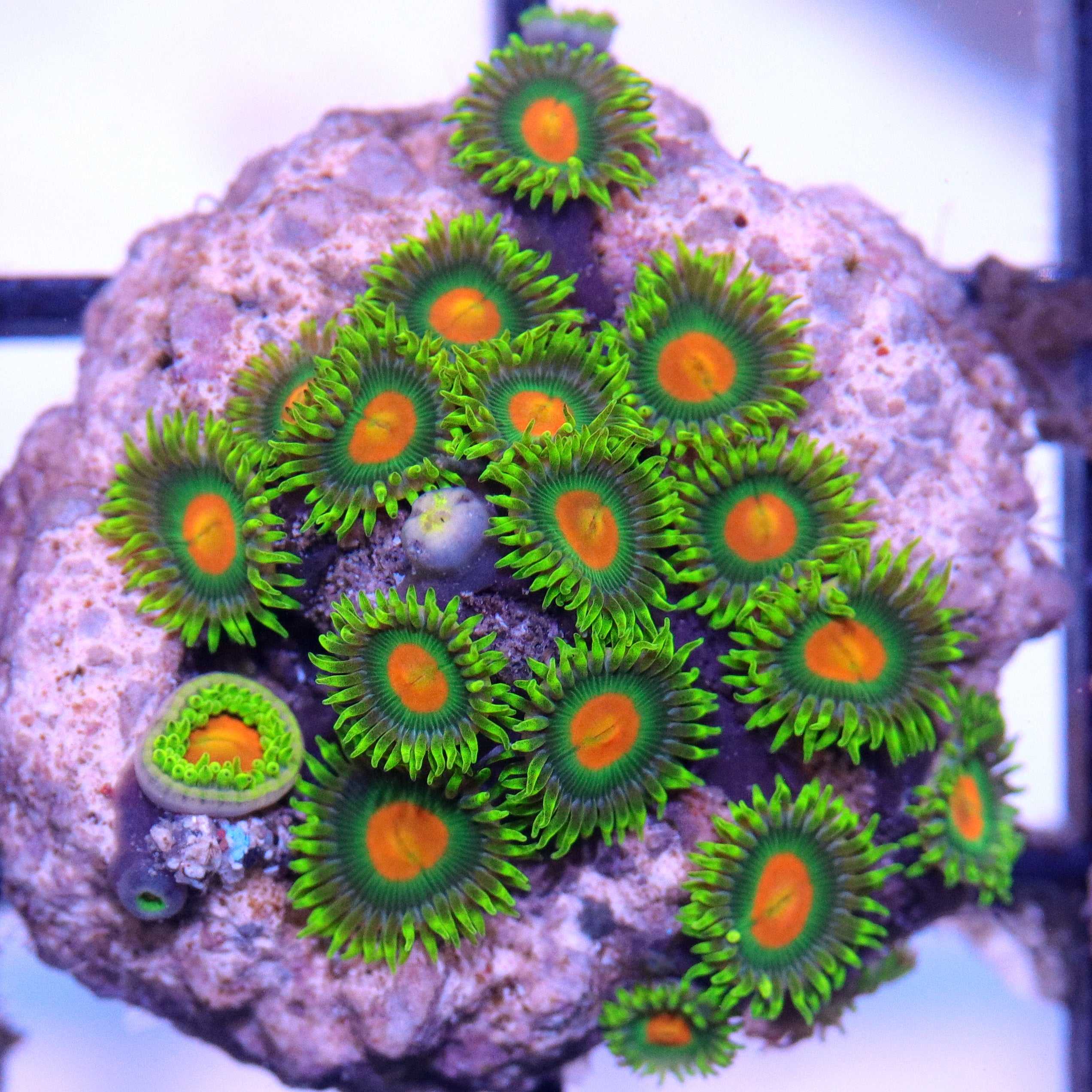 Cultured Coral - The Biota Group