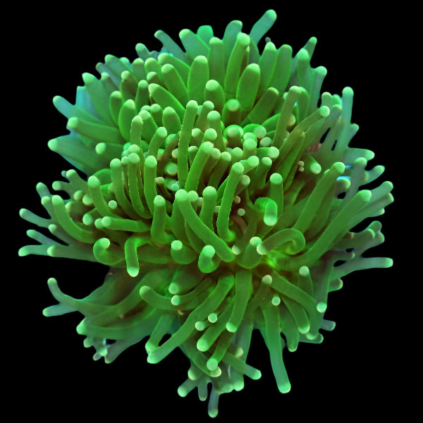 LPS - The Biota Group