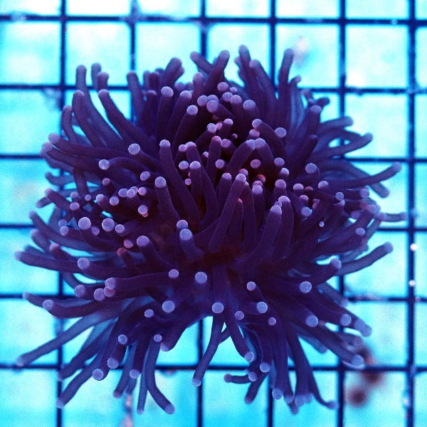 LPS - The Biota Group