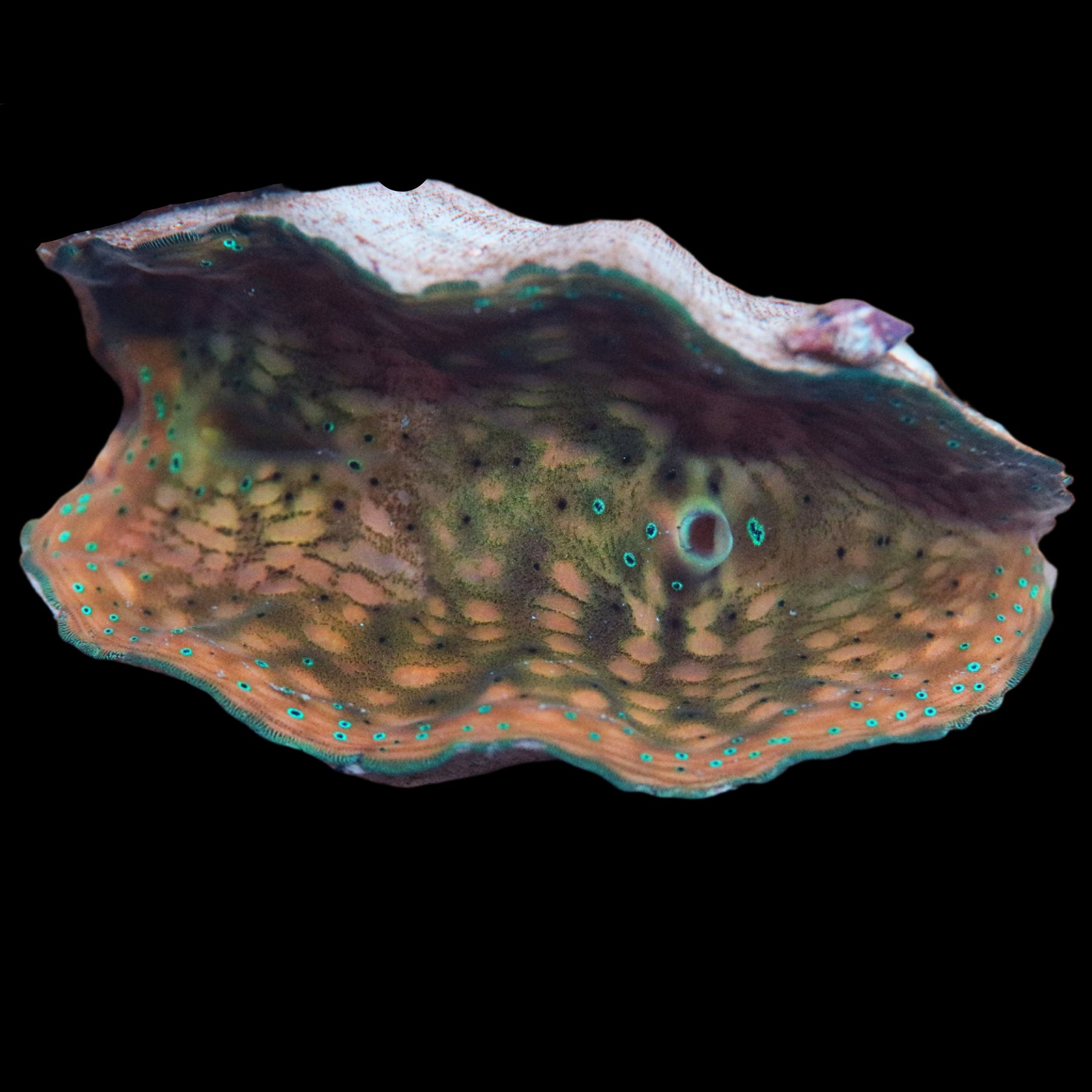 Clams - The Biota Group