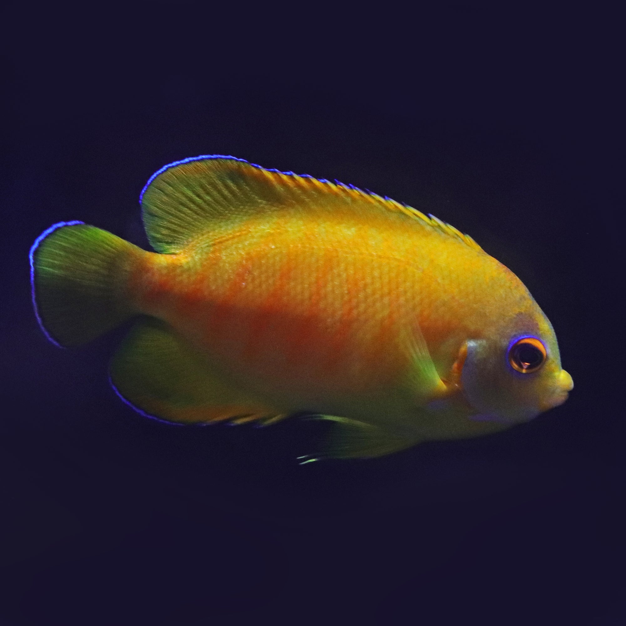 Tigerpyge Angelfish - The Biota Group