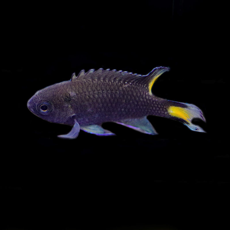 Lyretail Damselfish - The Biota Group