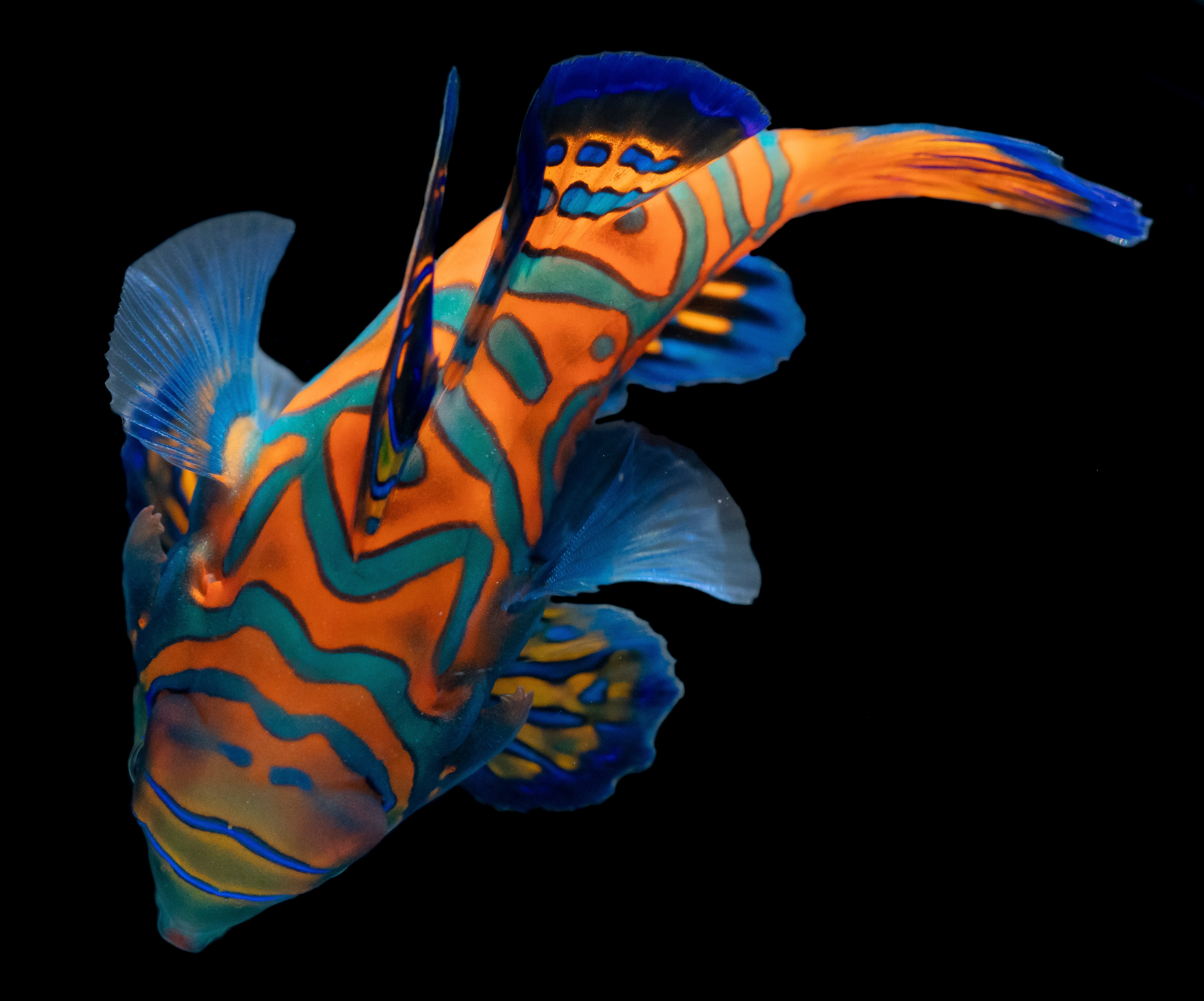 Mandarin Fish Pair - The Biota Group