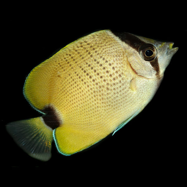 Biota Milletseed or Millet Seed Butterflyfish (small video of mine ...