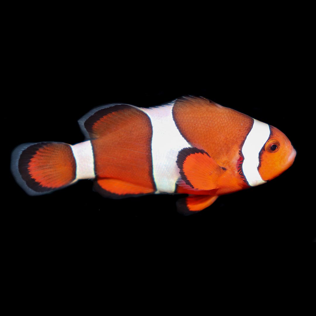 Clownfish & Damsels - The Biota Group