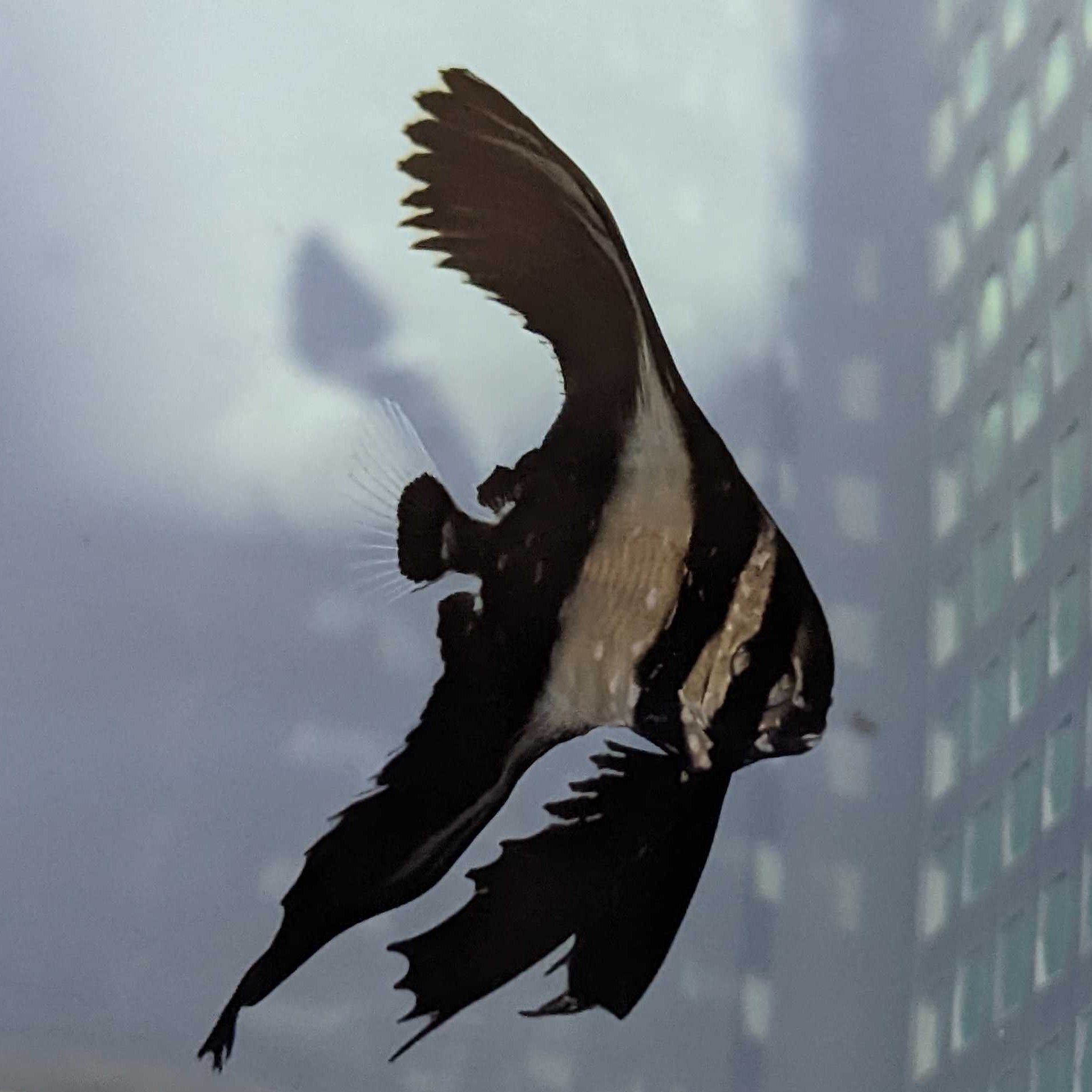 Long Finned Zebra Hybrid Batfish - The Biota Group