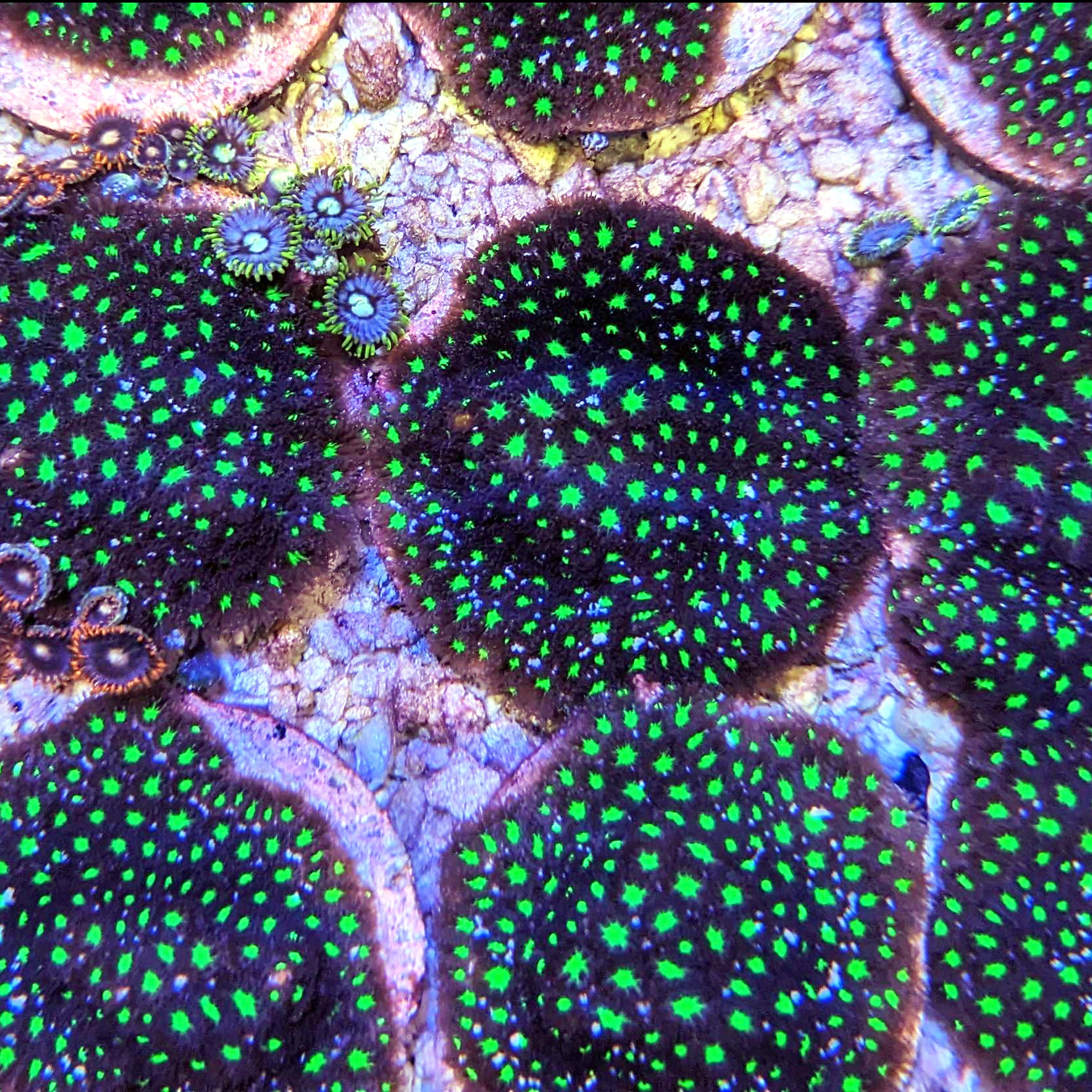 Biota Palau Leptastrea Coral - The Biota Group