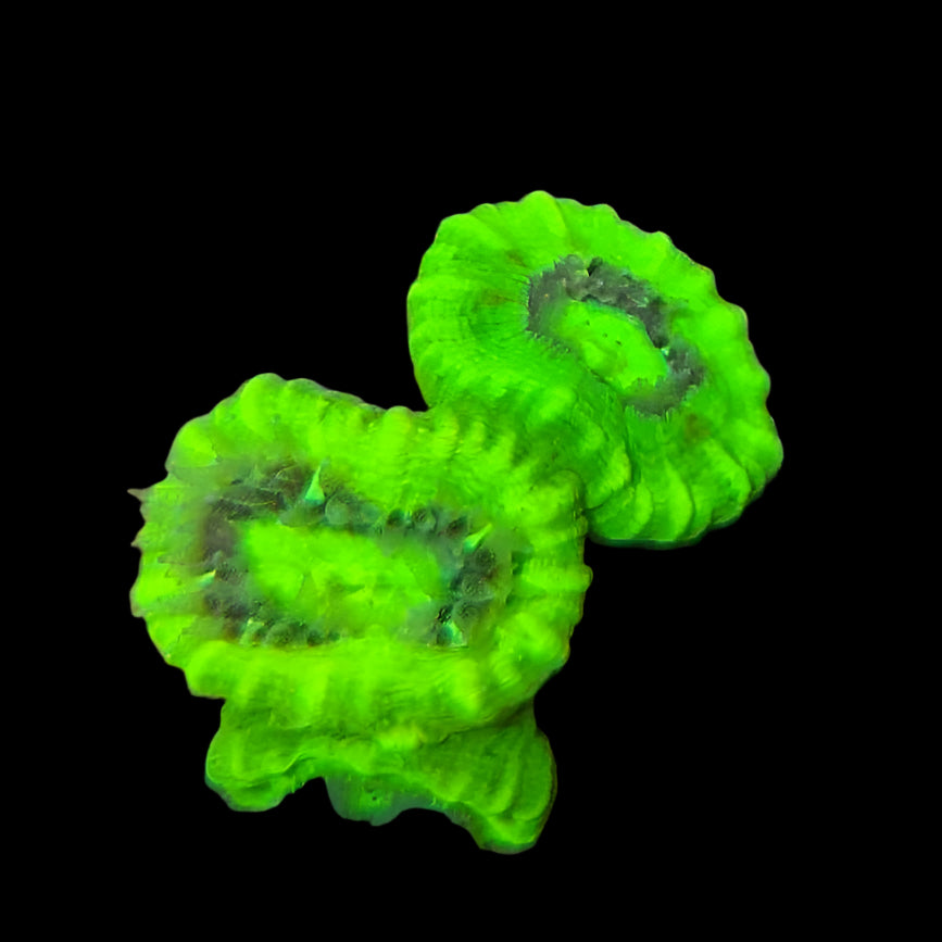 LPS - The Biota Group