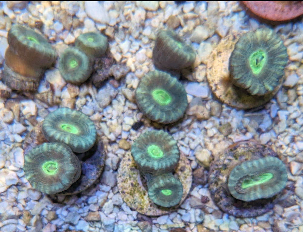 LPS - The Biota Group