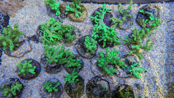 Alien Hands Sinularia SM - The Biota Group